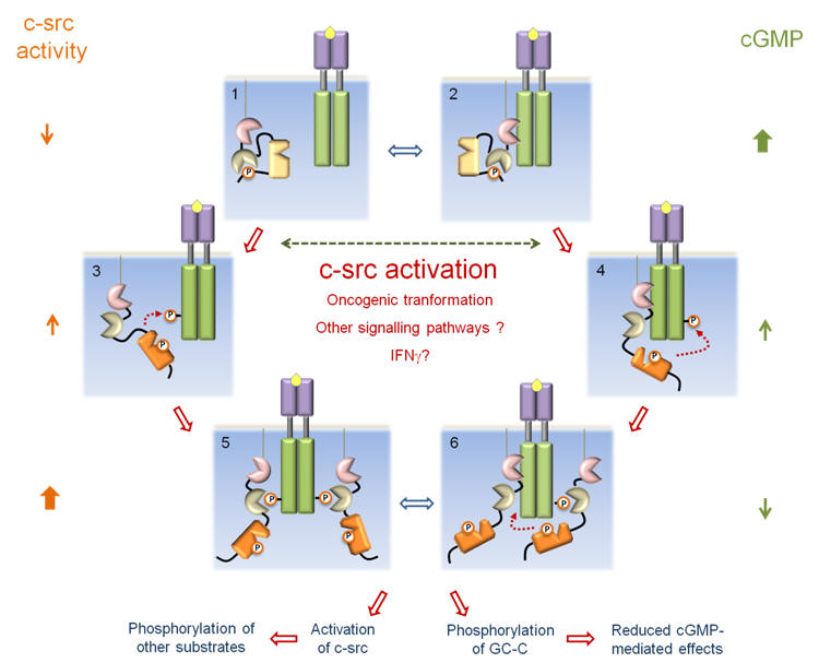 Receptor guanylyl cyclase C